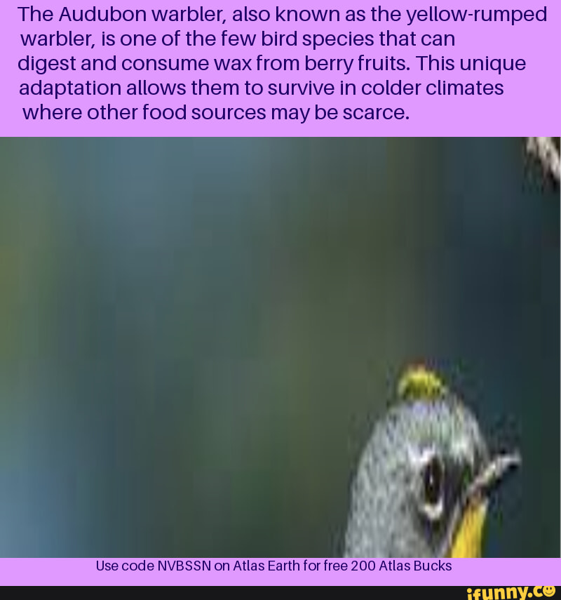 Warbler memes. Best Collection of funny Warbler pictures on iFunny