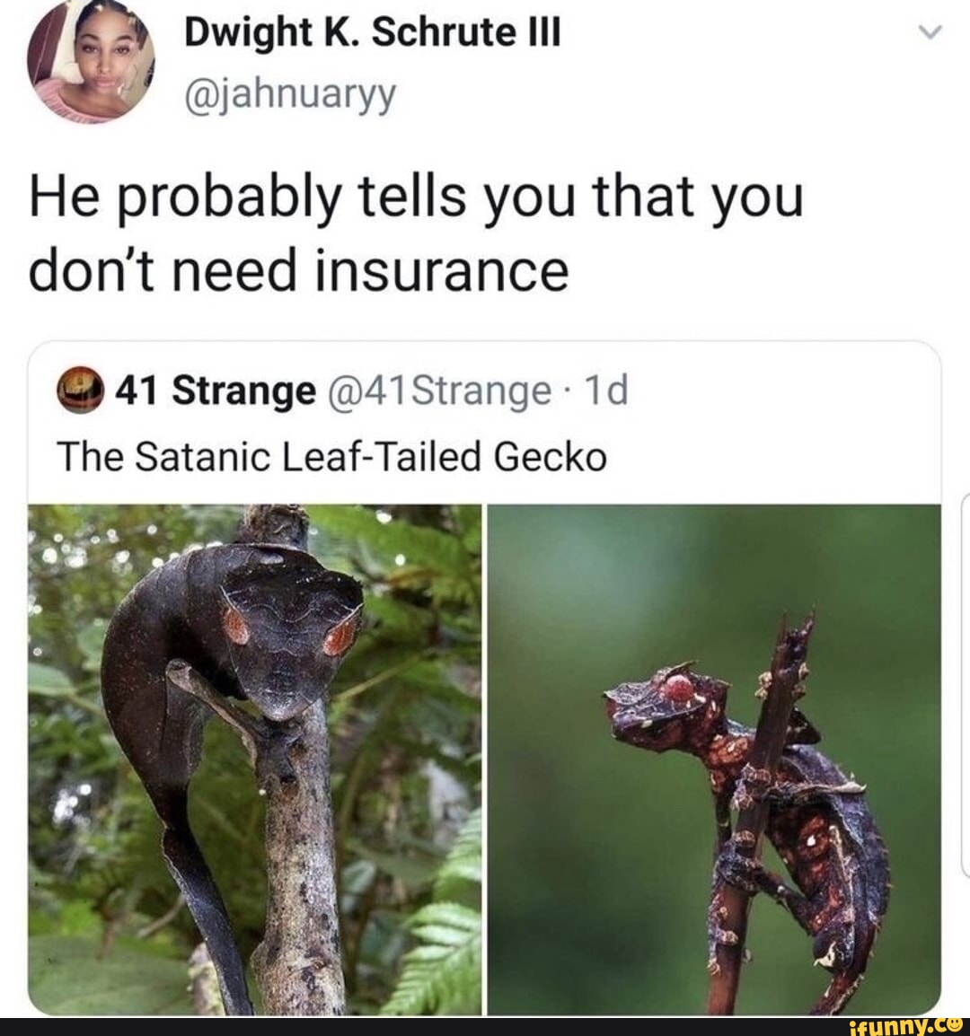 Gecko memes. Best Collection of funny Gecko pictures on iFunny