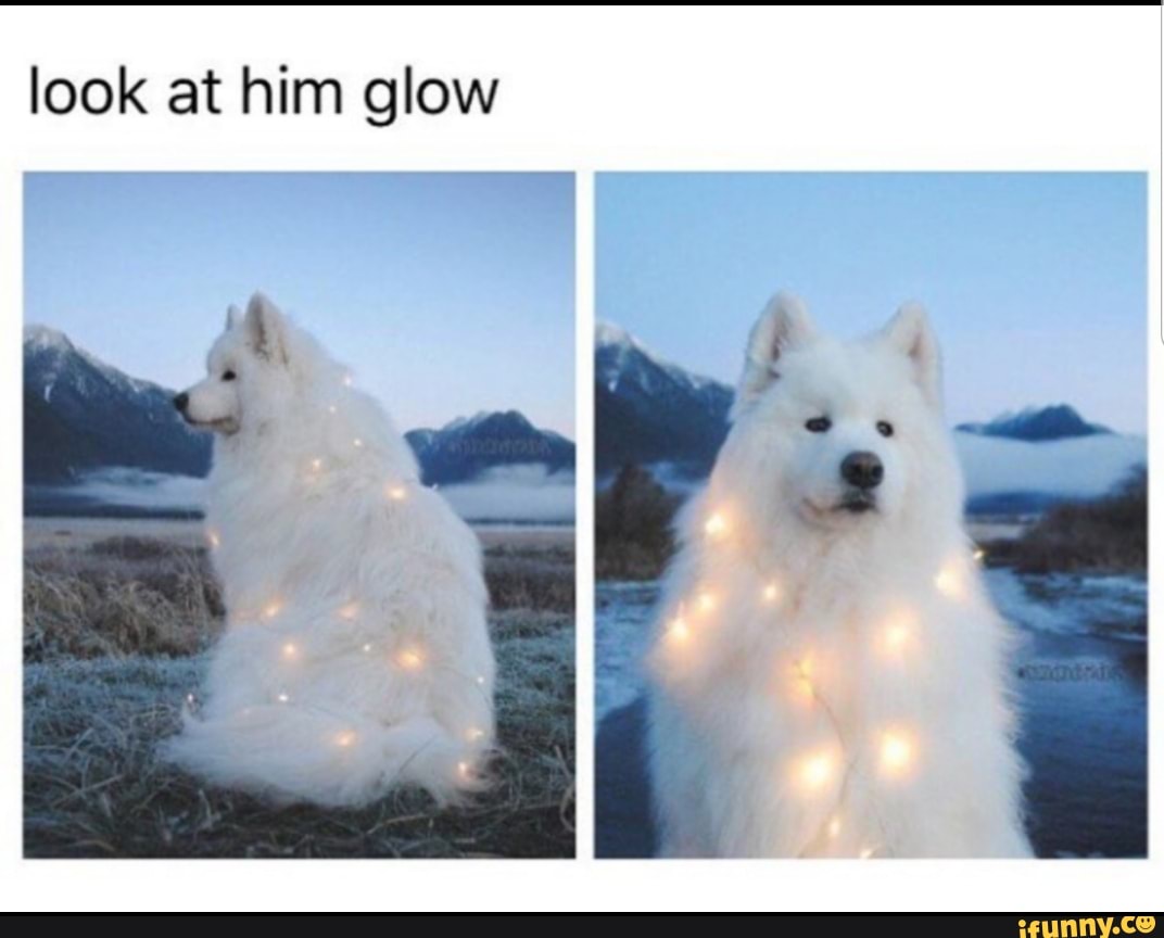 Glowingfloof memes. Best Collection of funny Glowingfloof pictures on ...