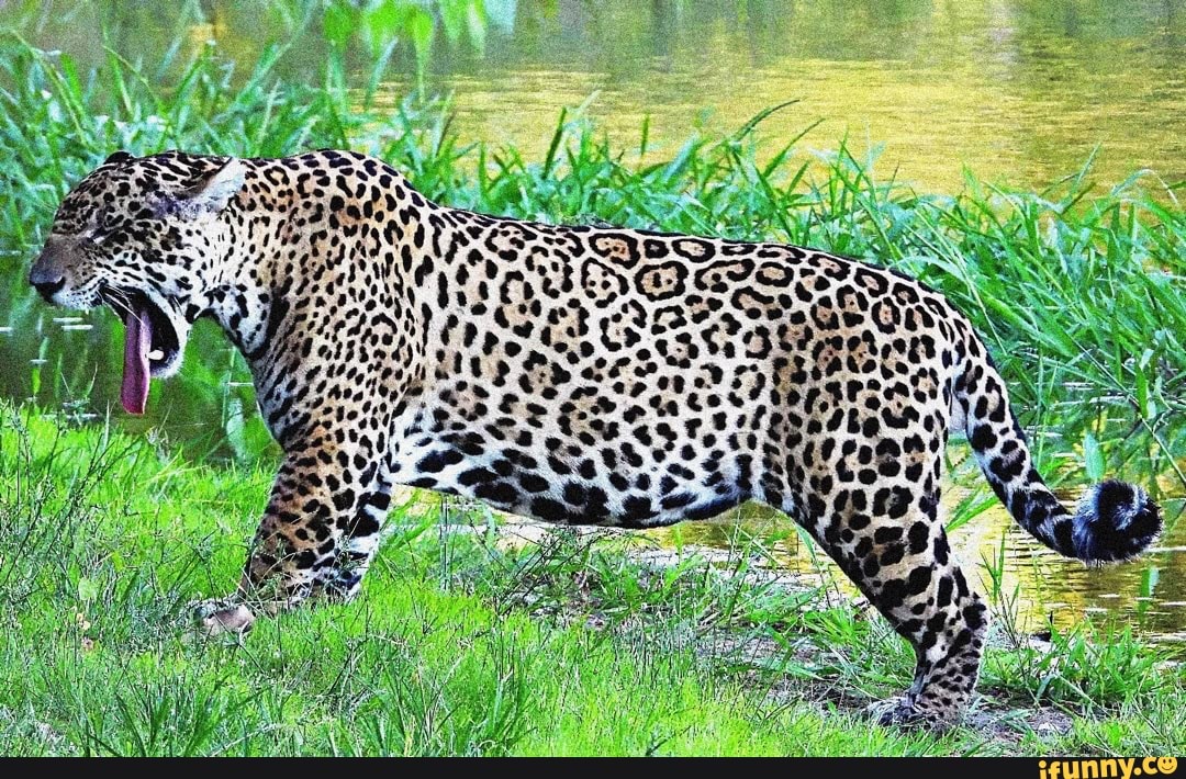 Jaguar memes. Best Collection of funny Jaguar pictures on iFunny