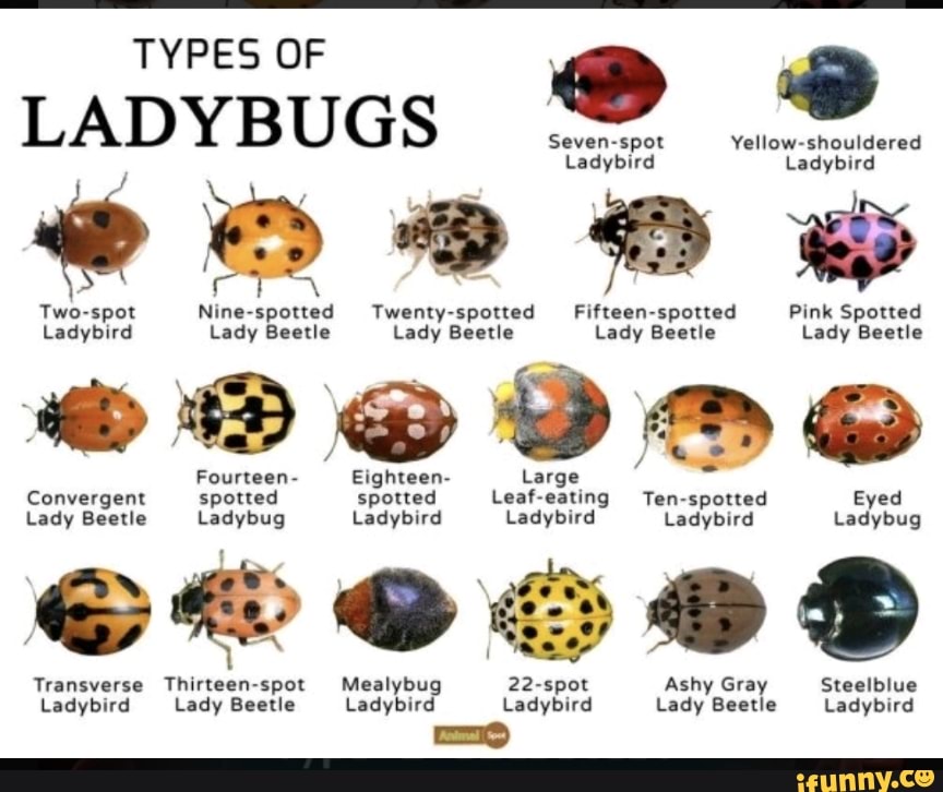 TYPES OF LADYBUGS Seven-spot Yellow-shouldered Ladybird Ladybird Two ...