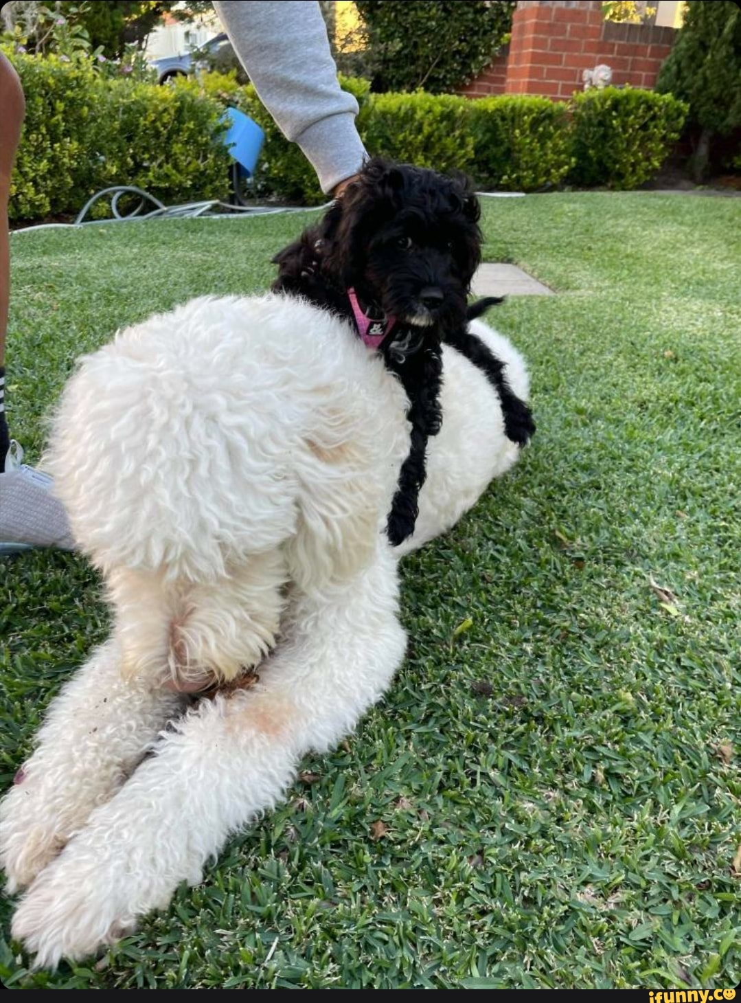 Groodle memes. Best Collection of funny Groodle pictures on iFunny