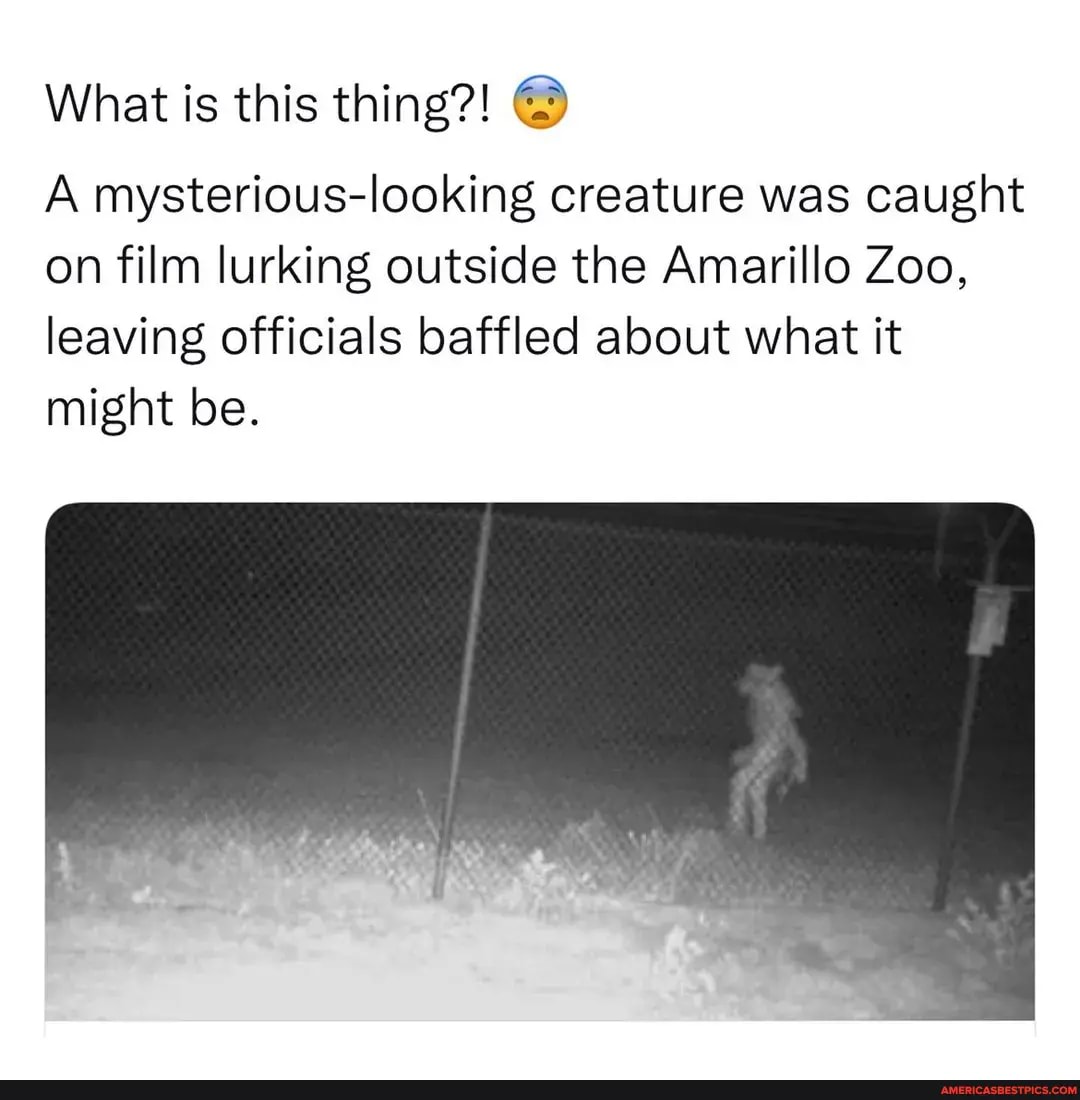What is this thing?! A mysterious-looking creature was caught on film ...