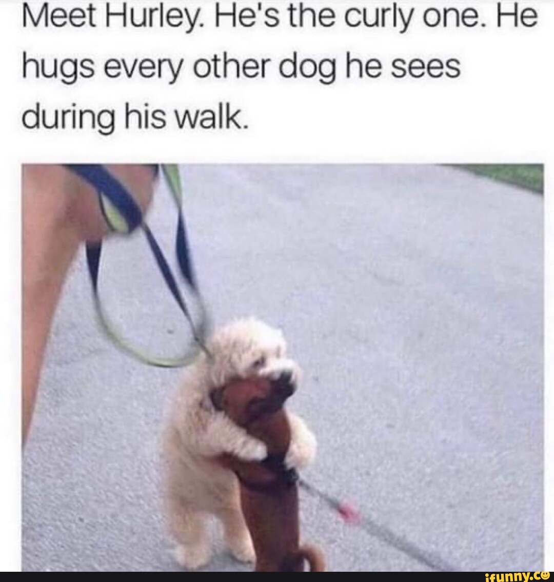 Meet Hurley. He's the curly one. He hugs every other dog he sees during ...