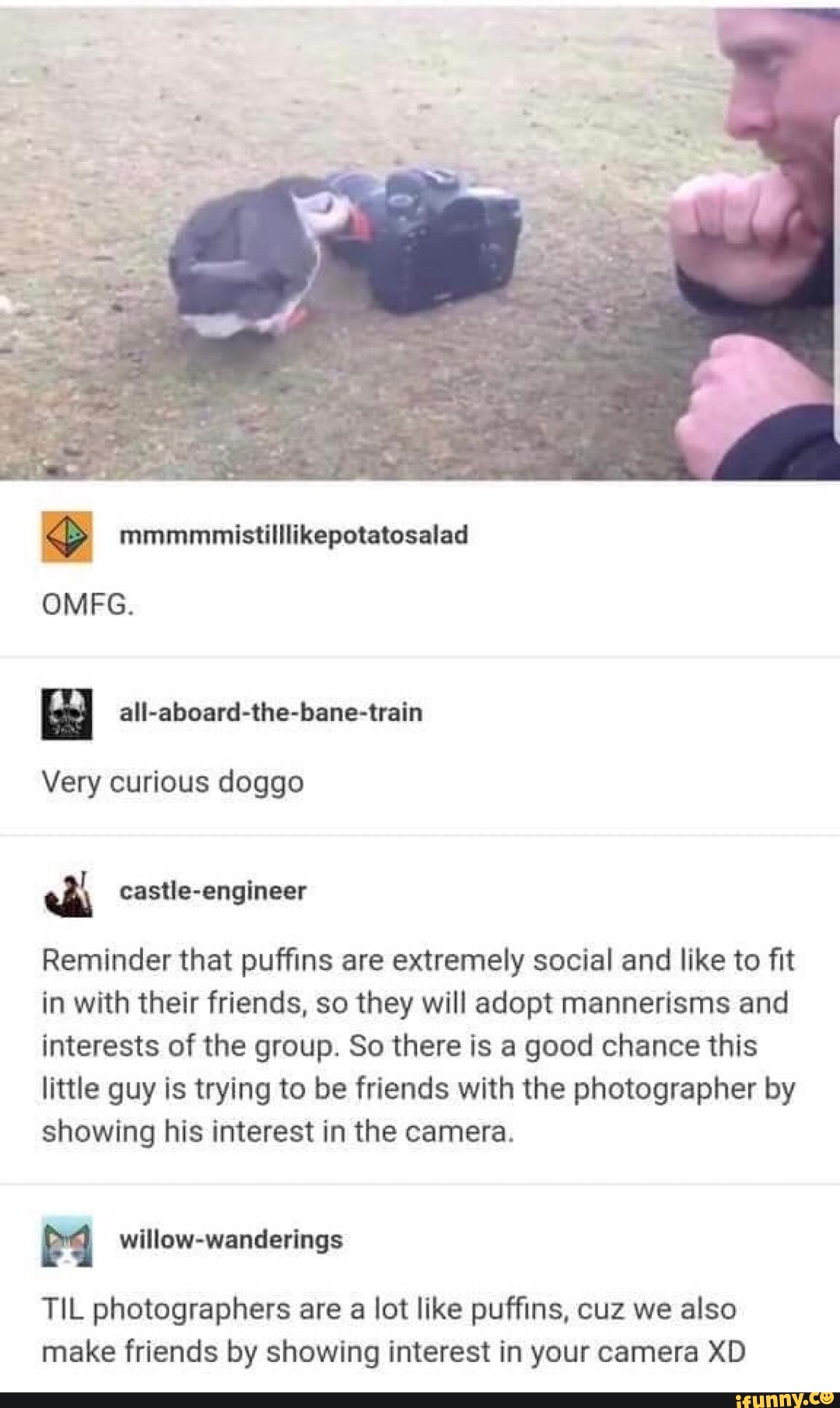 E all-aboard-the-bane-train Very curious doggo edi castle-engineer ...