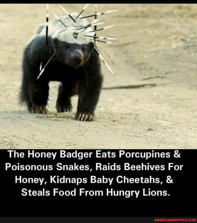 The Honey Badger Eats Porcupines Poisonous Snakes, Raids Beehives For ...