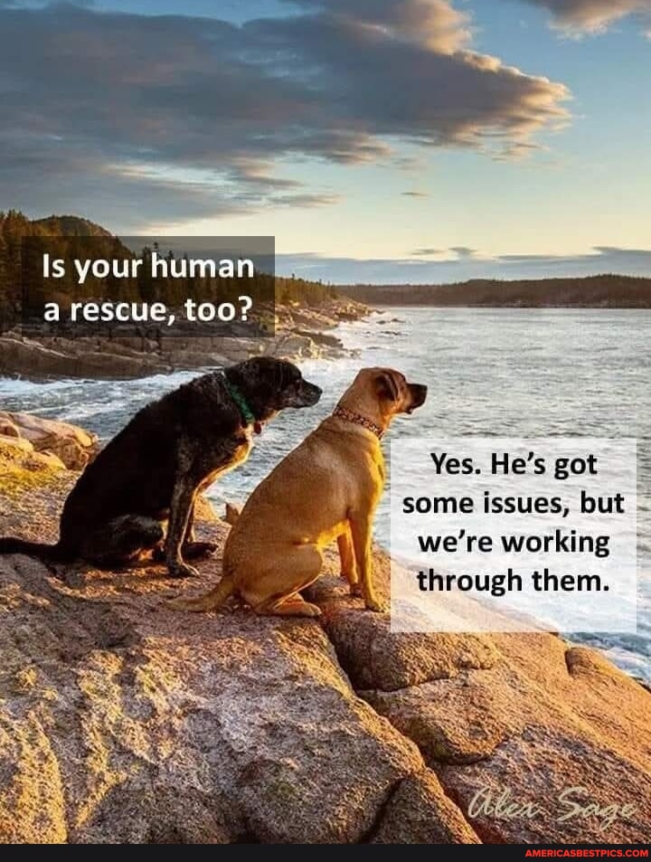 Is your human a rescue, too? Yes. He's got some issues, but we're ...