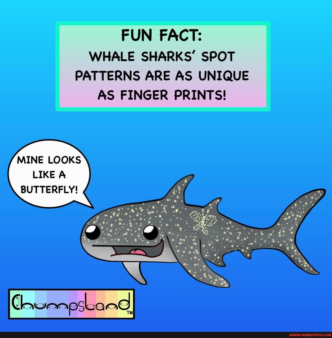 FUN FACT: WHALE SHARKS' SPOT PATTERNS ARE AS UNIQUE AS FINGER PRINTS ...