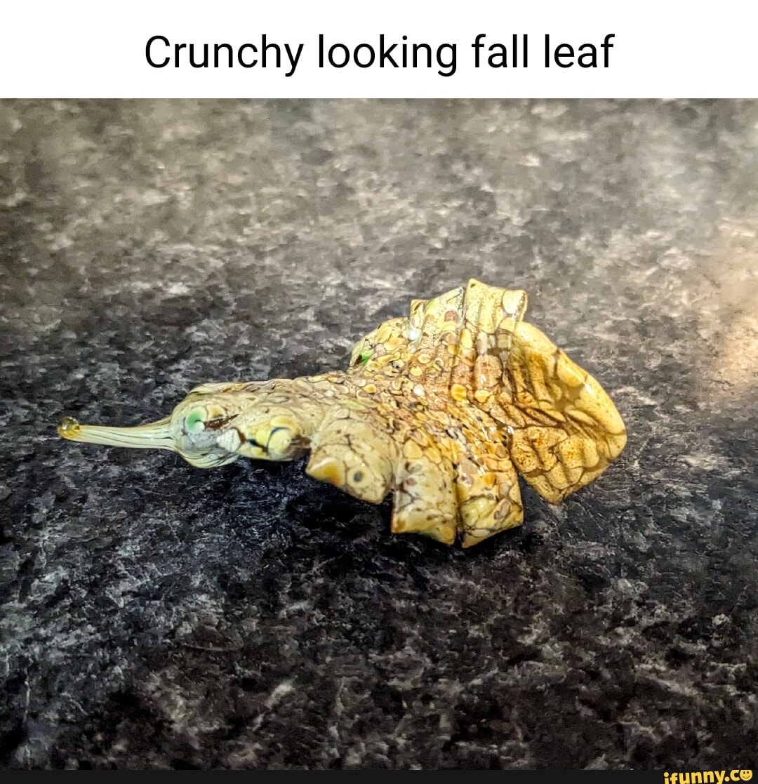 Crunchy memes. Best Collection of funny Crunchy pictures on iFunny