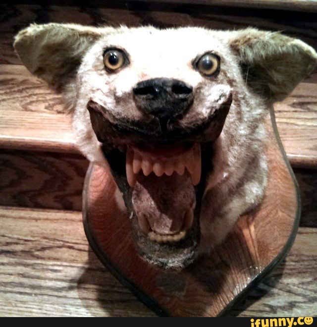 Bad_taxidermy memes. Best Collection of funny Bad_taxidermy pictures on ...