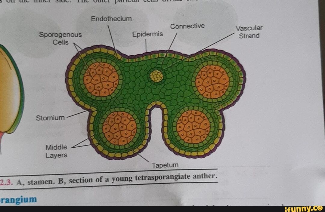 Endothecium Connective Vascular Epidermis Strand Cells Stomium Middle ...