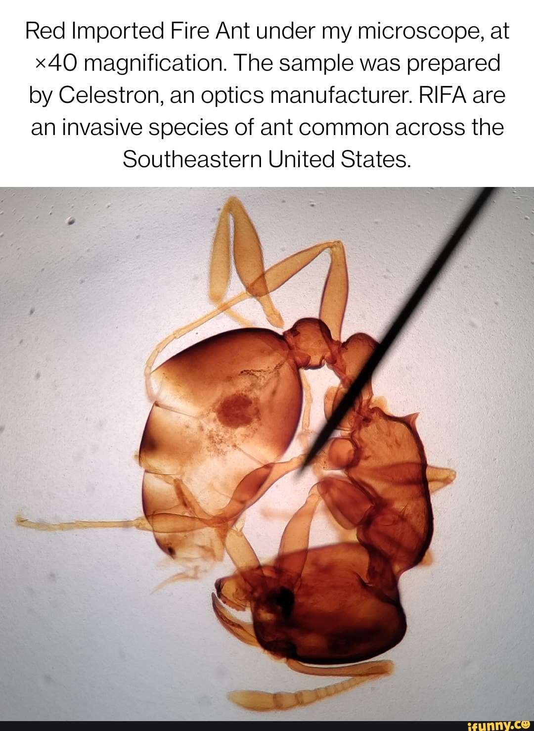 Red Imported Fire Ant under my microscope, at magnification. The sample ...