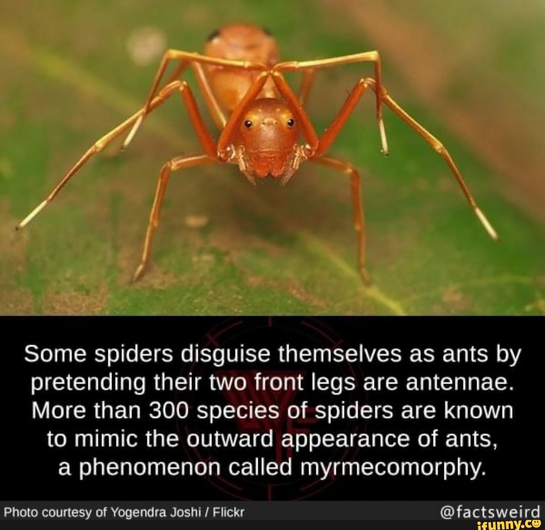 Some spiders disguise themselves as ants by pretending their two front ...