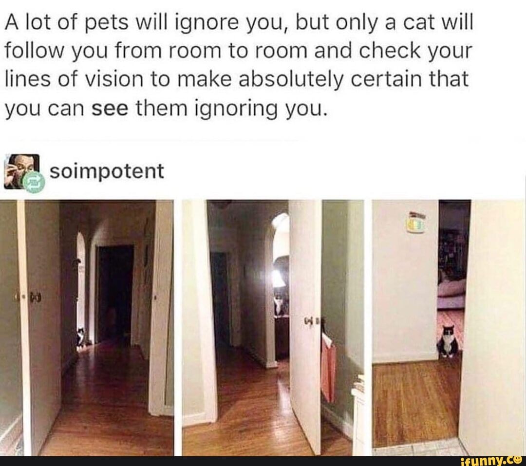 A lot of pets w lot of pets ill ignore you, but only a cat will follow ...