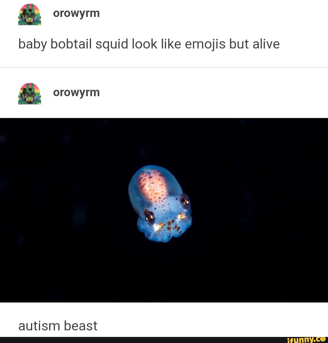 Baby bobtail squid look like emojis but alive orowyrm autism beast - iFunny