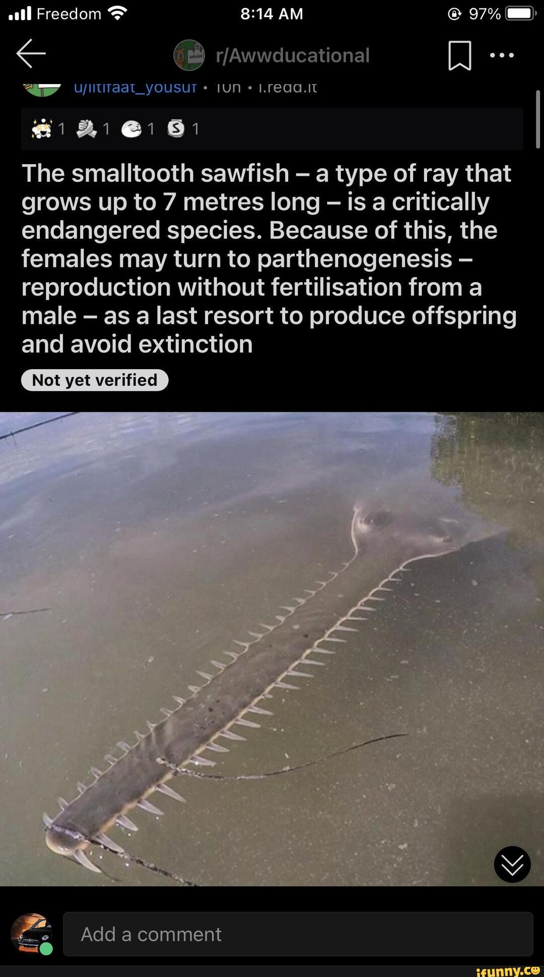 Sawfish memes. Best Collection of funny Sawfish pictures on iFunny