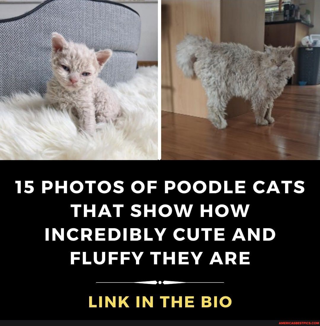 15 PHOTOS OF POODLE CATS THAT SHOW HOW INCREDIBLY CUTE AND FLUFFY THEY ...