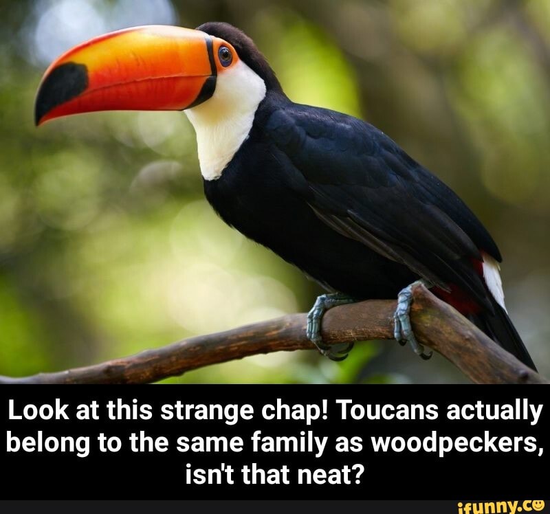 Look at this strange chap! Toucans actually belong to the same family ...