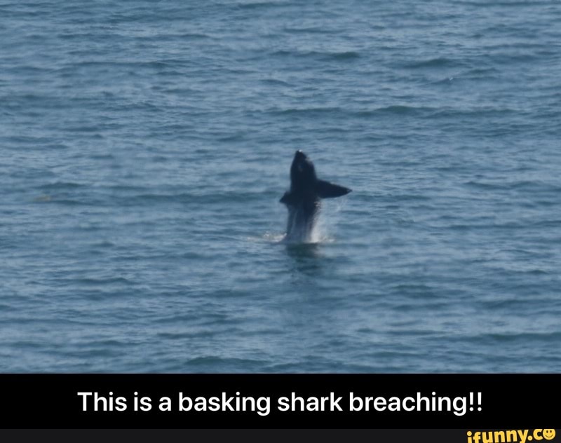 This is a basking shark breaching!! - This is a basking shark breaching ...