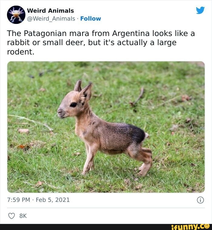 Weird Animals The Patagonian mara from Argentina looks like a rabbit or ...
