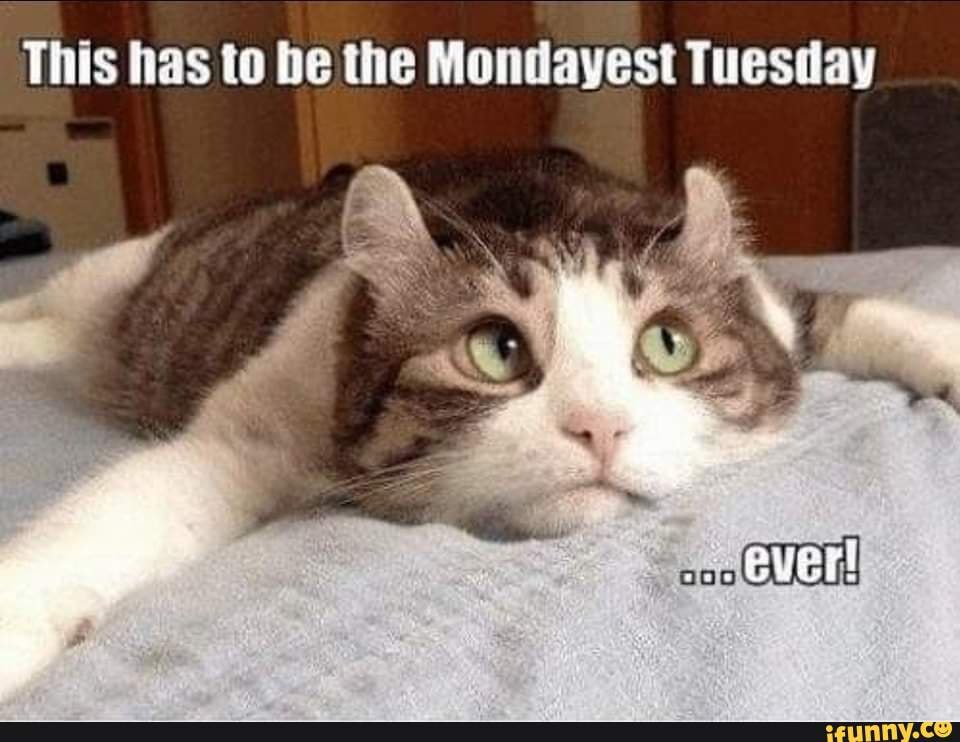 Mondayest memes. Best Collection of funny Mondayest pictures on iFunny