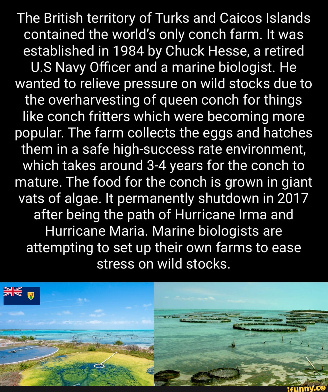 The British territory of Turks and Cai cos Islands contained the world ...