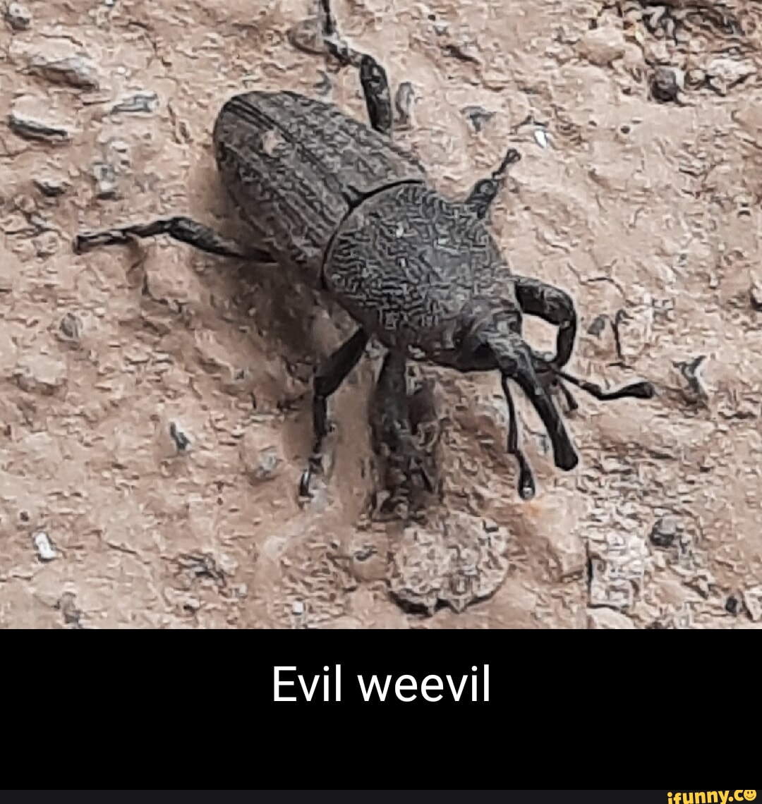 Weevil memes. Best Collection of funny Weevil pictures on iFunny