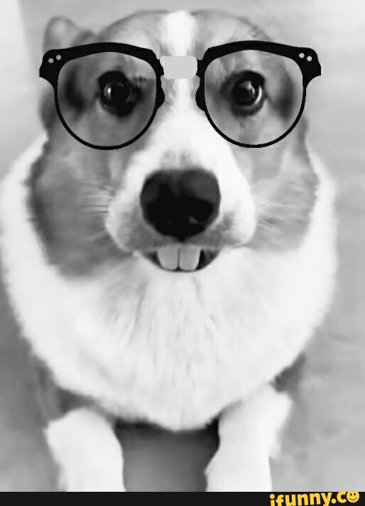 Goofy The Dog Meme: Những hình ảnh hài hước khiến bạn không nhịn được ...