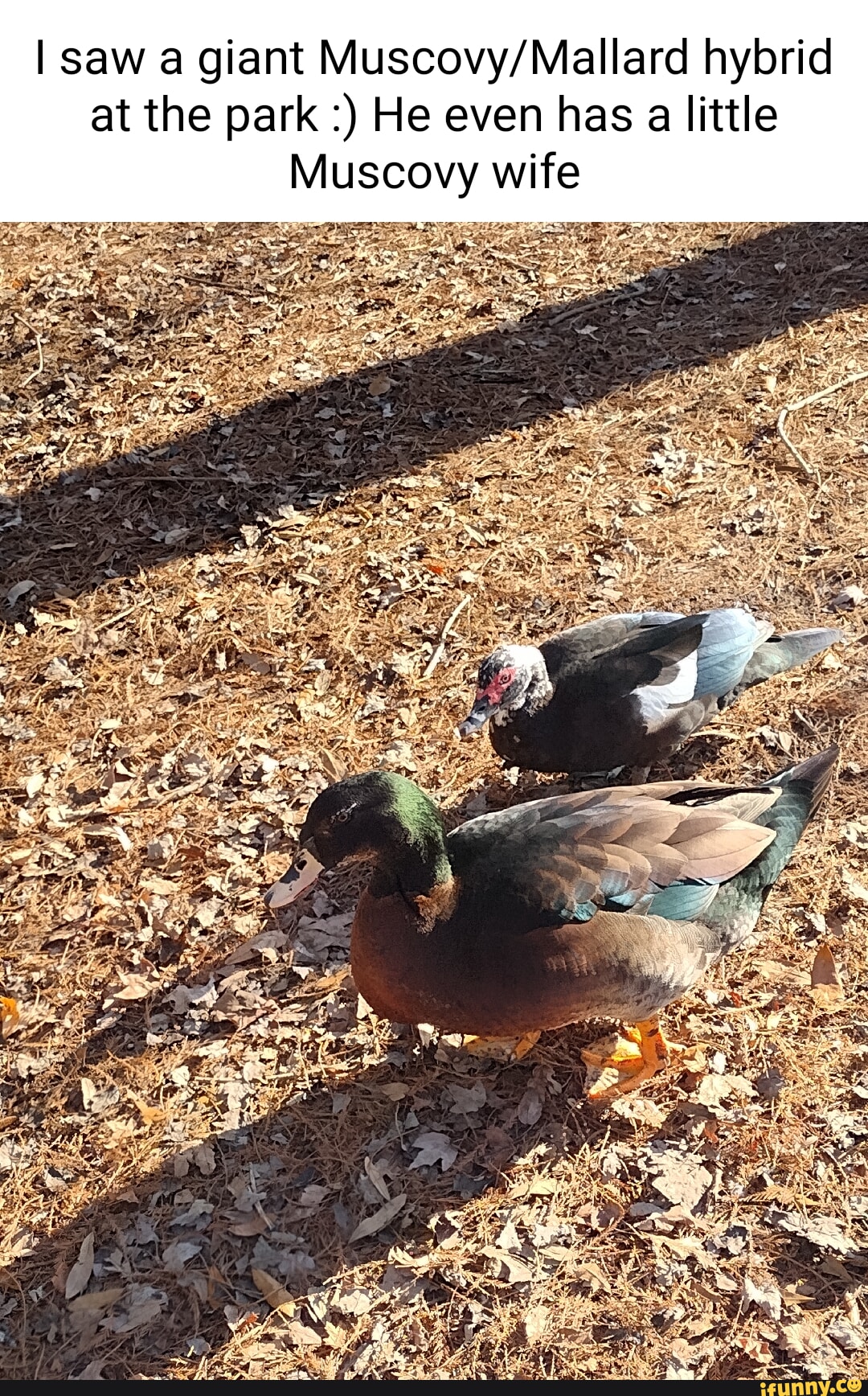 Muscovy memes. Best Collection of funny Muscovy pictures on iFunny