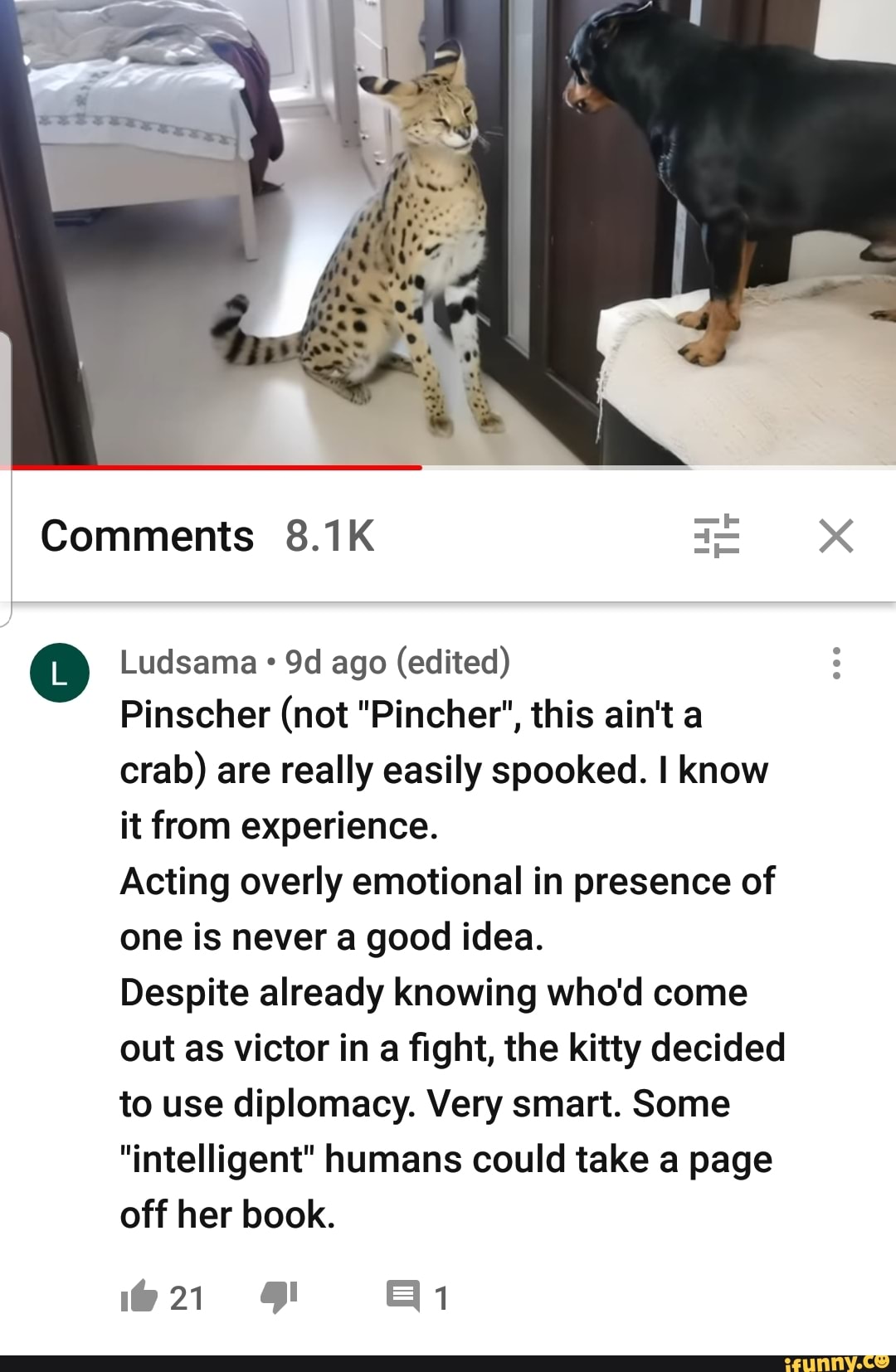 Pincher memes. Best Collection of funny Pincher pictures on iFunny