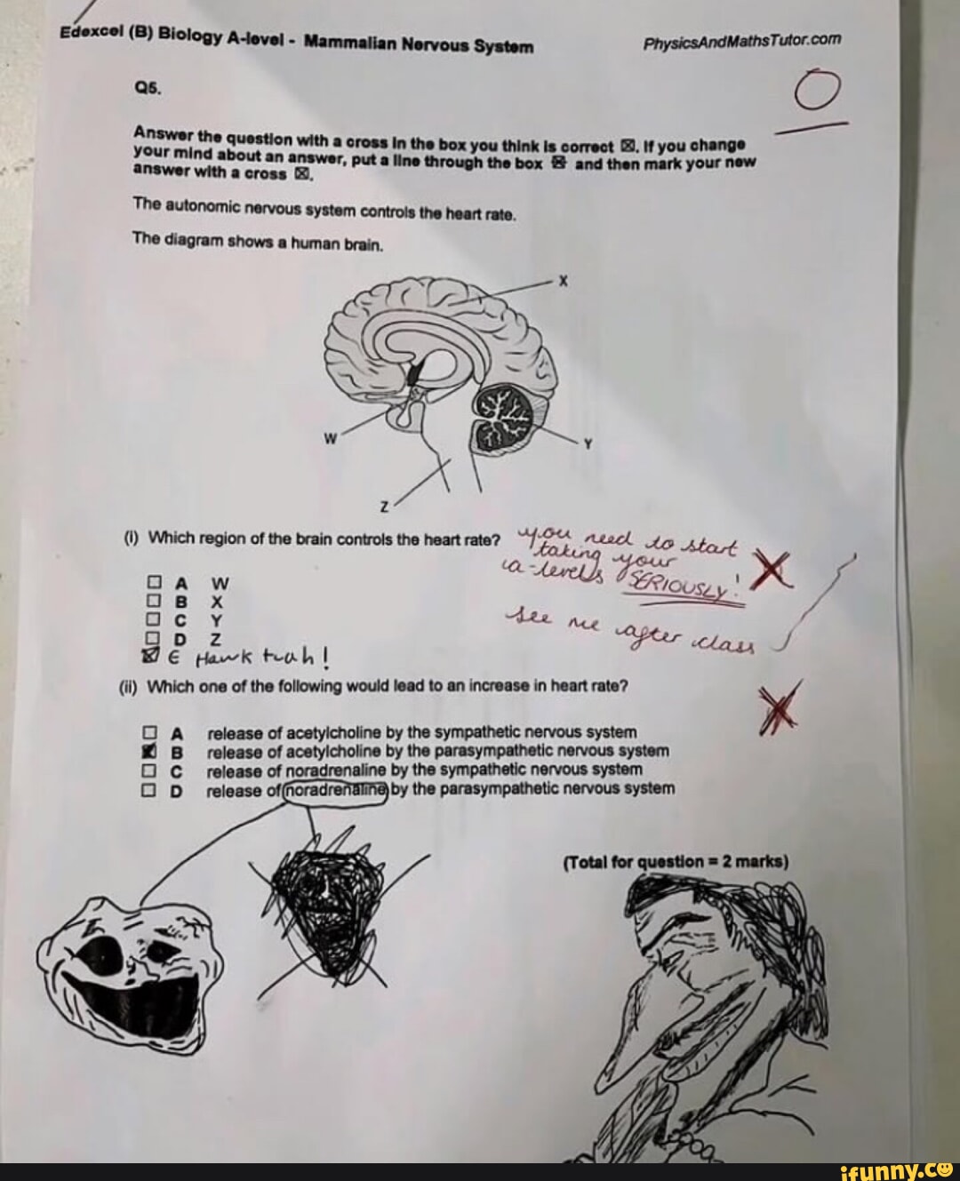 Edexcel (B) Biology A-level - Mammalian Norvous System ...