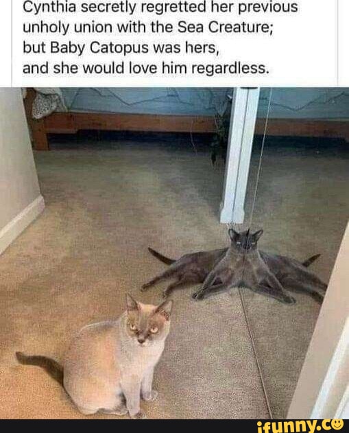 Catopus memes. Best Collection of funny Catopus pictures on iFunny