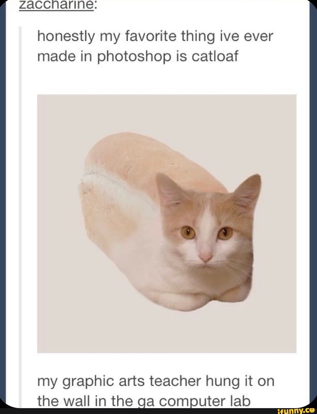 Catloaf memes. Best Collection of funny Catloaf pictures on iFunny