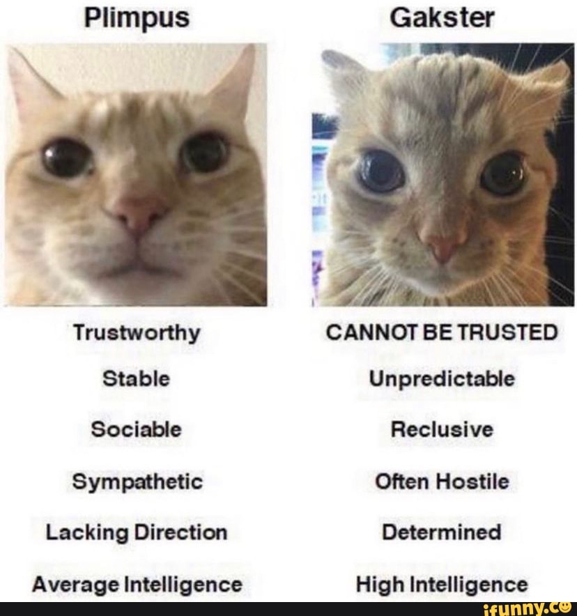 Plimpus Gakster Trustworthy CANNOT BE TRUSTED Stable Unpredictable ...