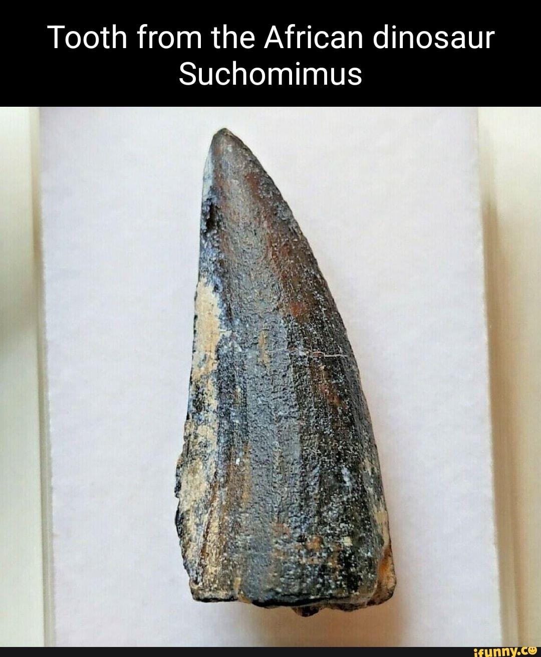 Suchomimus memes. Best Collection of funny Suchomimus pictures on iFunny