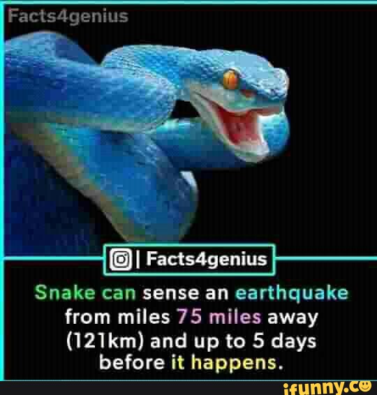 Facts4genius I Facts4genius Snake can sense an earthquake from miles 75 ...