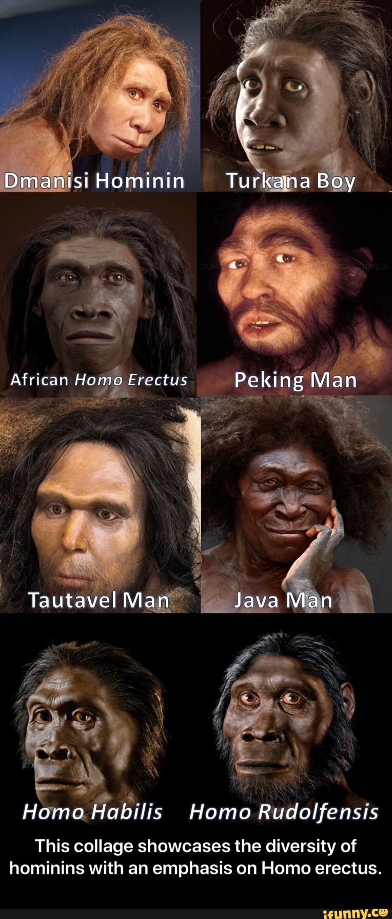 Dmanisi Hominin Turkana Boy African Homo Erectus Peking Man Tautavel ...