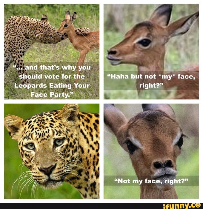 Leopards memes. Best Collection of funny Leopards pictures on iFunny