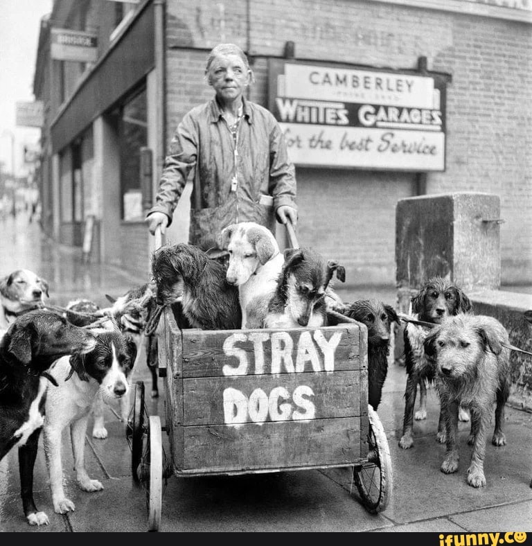 Camberley Kate, aka Kate Ward, and her stray dogs in England. She never ...