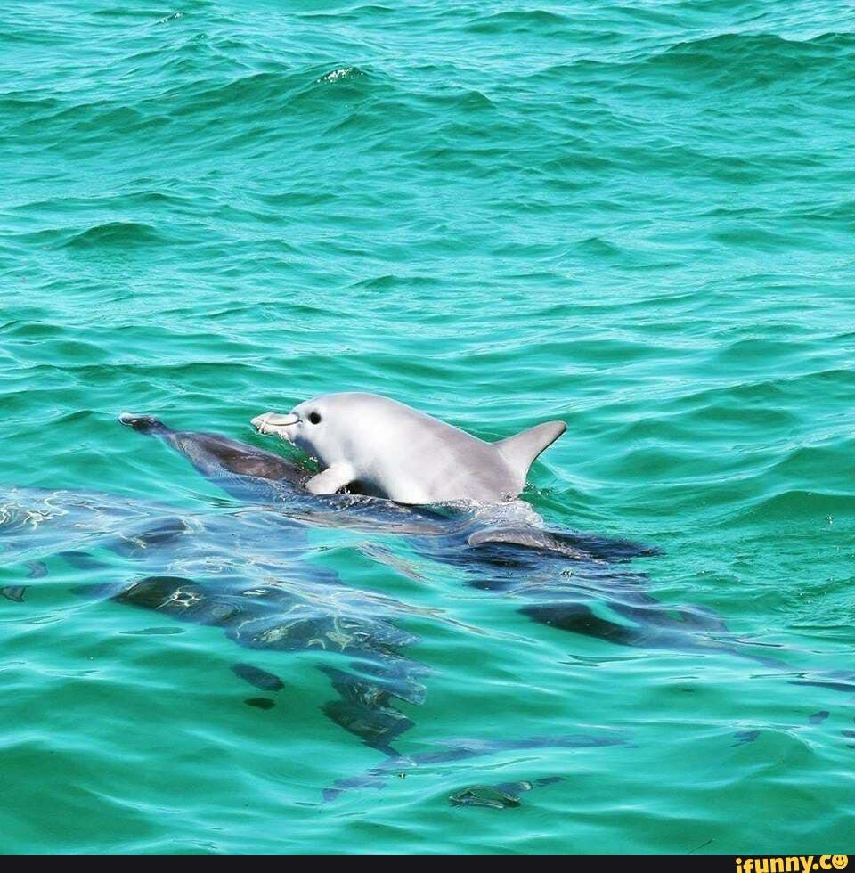 Dolphin memes. Best Collection of funny Dolphin pictures on iFunny