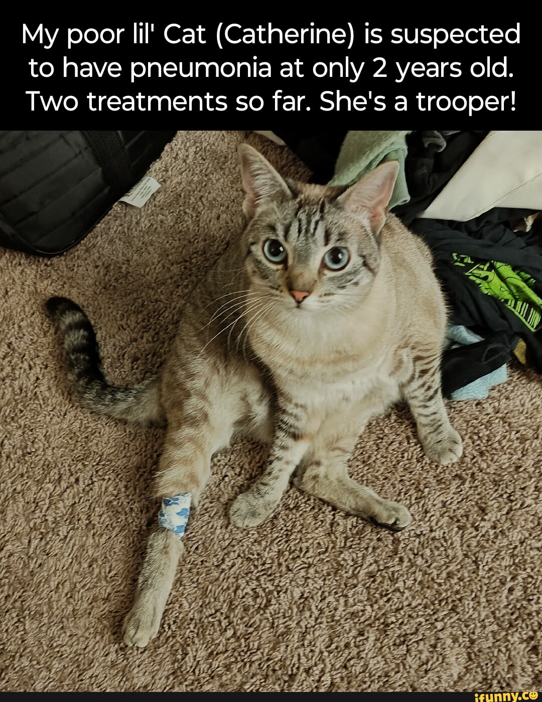 Siamese_lynx memes. Best Collection of funny Siamese_lynx pictures on ...