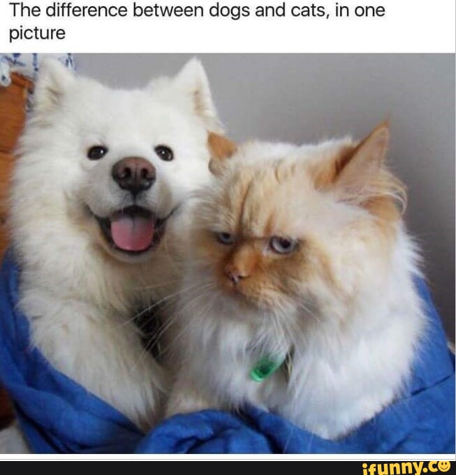 Cute video shows auntie scrubbing algae off terrapins' backs at Botanic ...