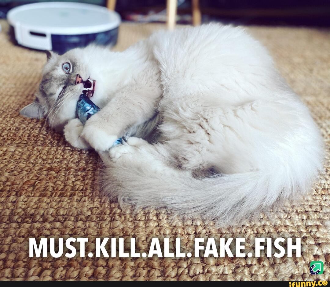 Ragdoll_cat memes. Best Collection of funny Ragdoll_cat pictures on iFunny