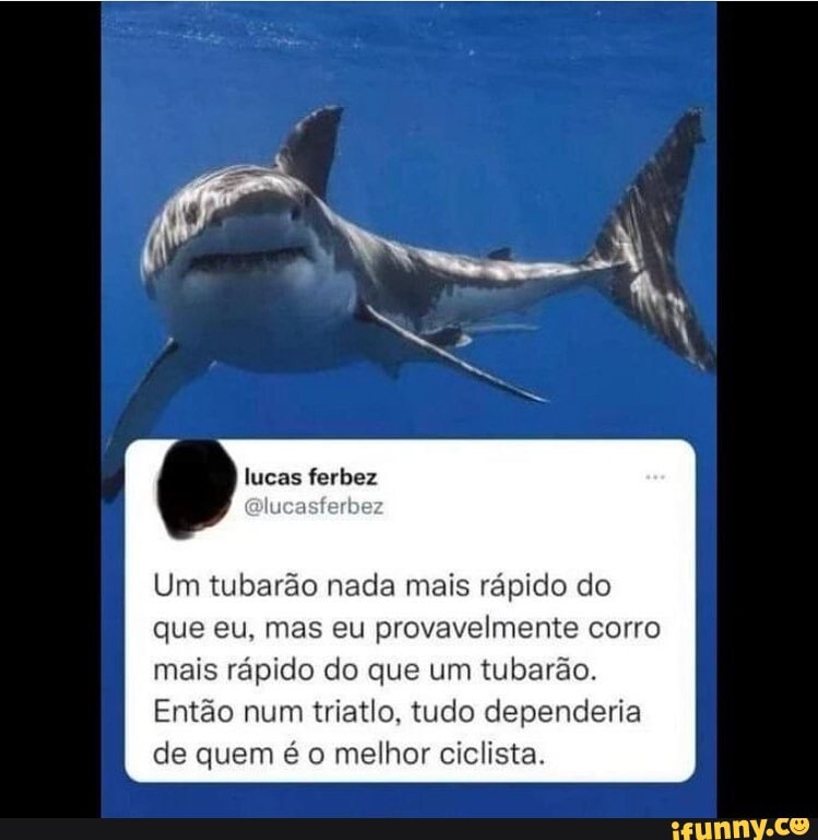 Lucas ferbez Um tubarão nada mais rápido do que eu, mas eu ...