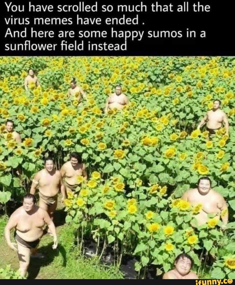Sumos memes. Best Collection of funny Sumos pictures on iFunny