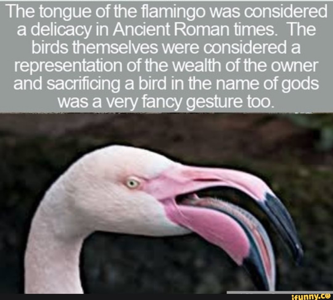The tongue of the flamingo was considered a delicacy in Ancient Roman ...