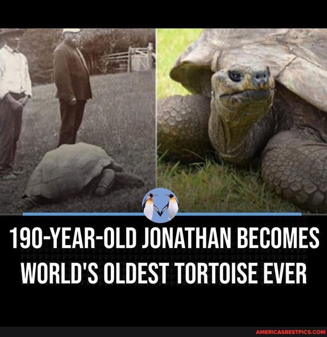 190-YEAR-OLD JONATHAN BECOMES WORLD'S OLDEST TORTOISE EVER - America’s ...