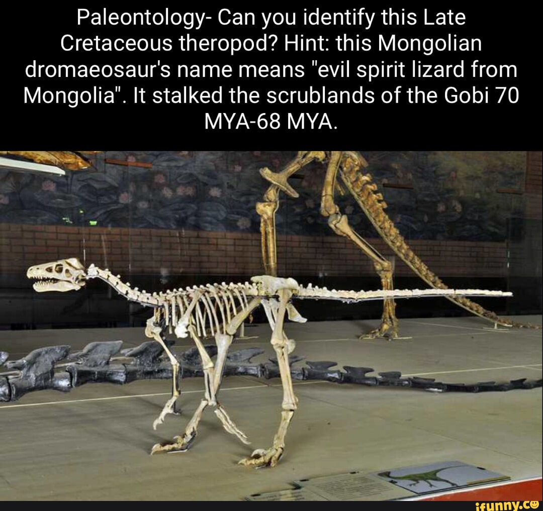 Paleontology- Can you identify this Late Cretaceous theropod? Hint ...
