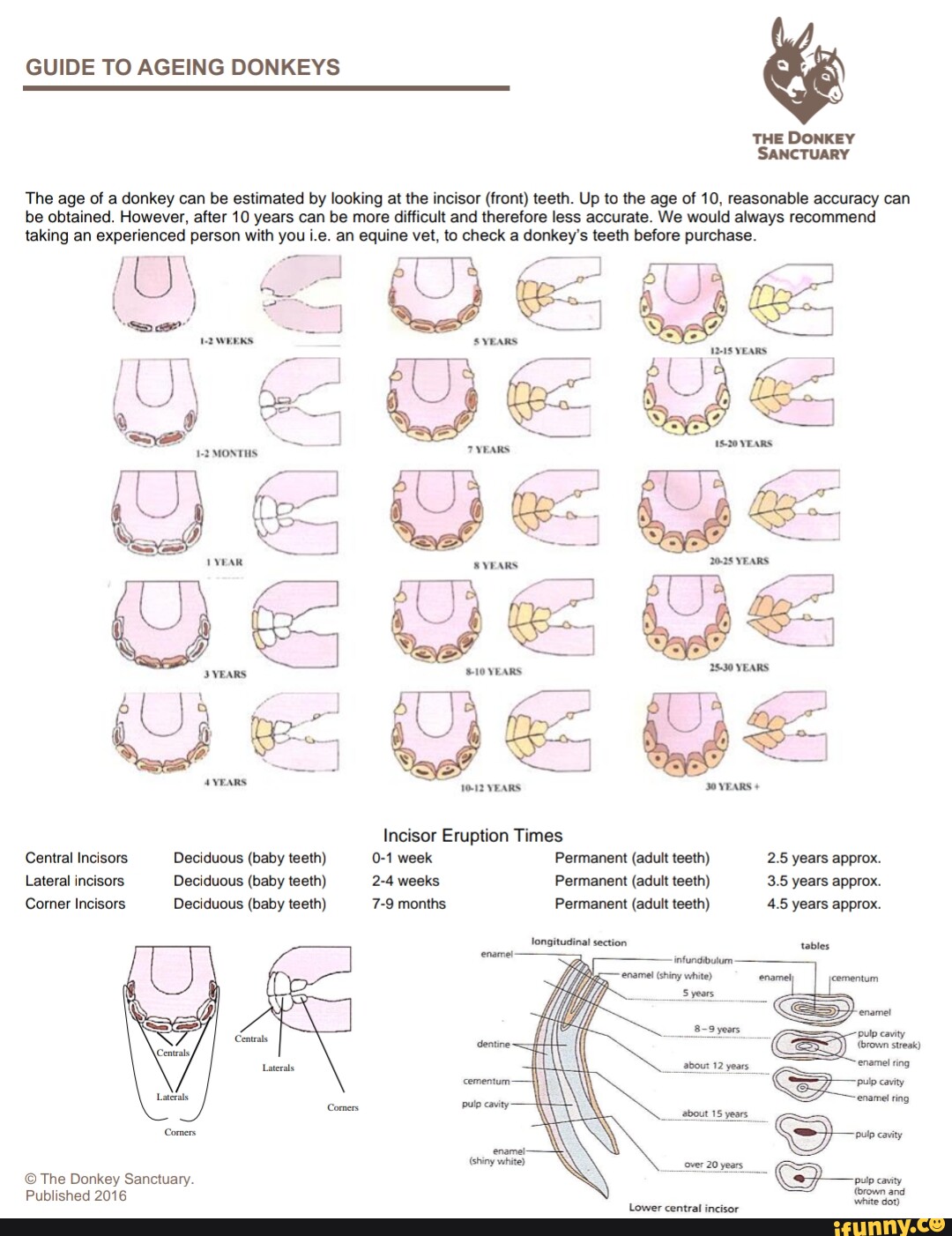 GUIDE TO AGEING DONKEYS THE DONKEY SANCTUARY The age of a donkey can be ...