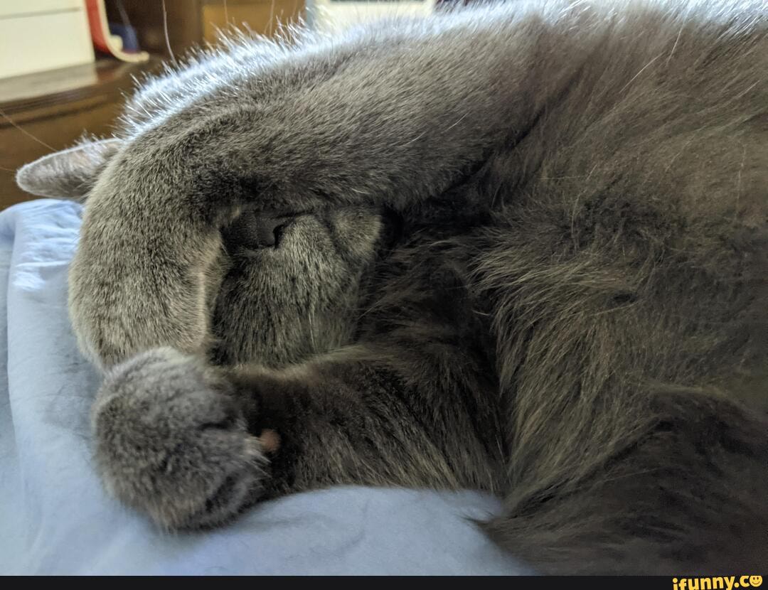 Emergency_cats memes. Best Collection of funny Emergency_cats pictures ...